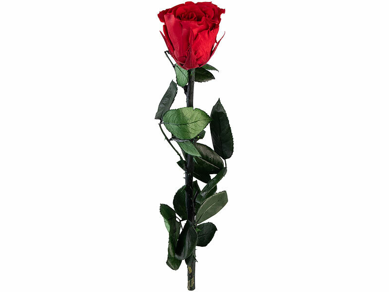 Rose éternelle rouge avec tige | Décoration florale | Pearl.fr